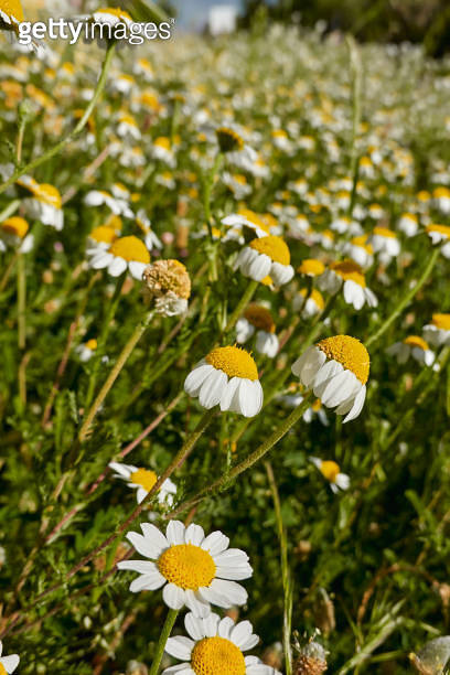 Daisy flower field in spring. Madrid. Spain 이미지 (1315147254) - 게티이미지뱅크