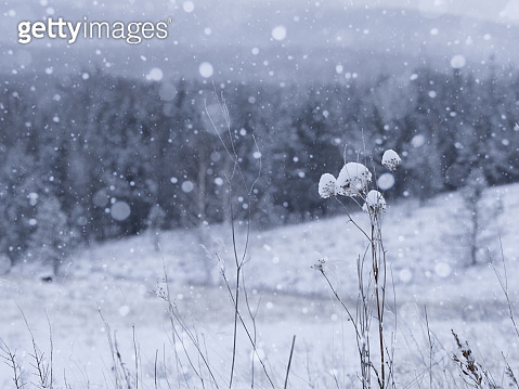 Winter hibernation of nature. Dead plants under the falling snow, close ...