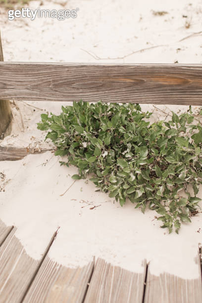 Beach Greenery in Bright Natural Light on a Beach in Cold Jacksonville ...