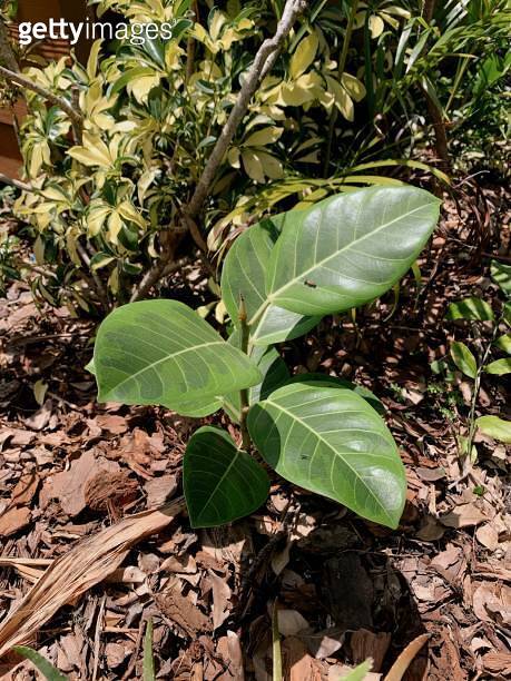 Yellow & Green Leaves on an India Rubber Ficus Altissima 'Golden Gem ...