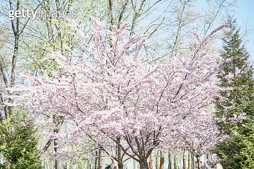 Hanami holiday. Pink sakura flower tree. Japanese sakura is a ...