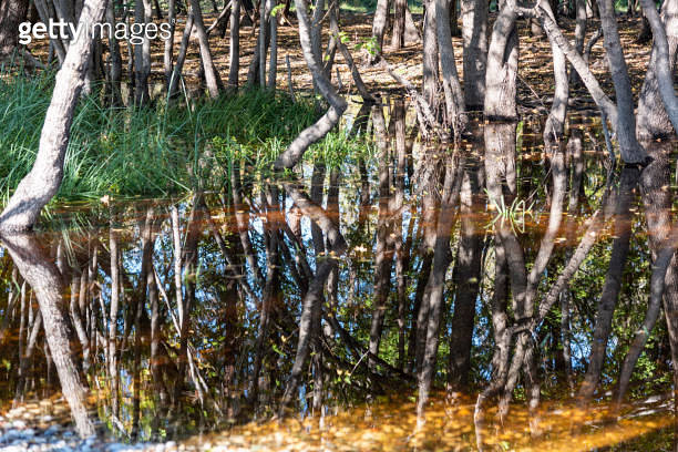 Defoliated trees by the stream in the forest in autumn 이미지 (1359729684 ...