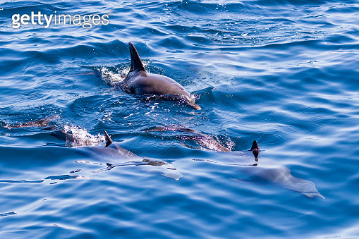 Friendly pod of Common Dolphins on the surface of a tropical ocean 이미지 ...