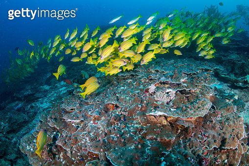 School of colorful five-lined Snapper (Lutjanus quinquelineatus) on a ...