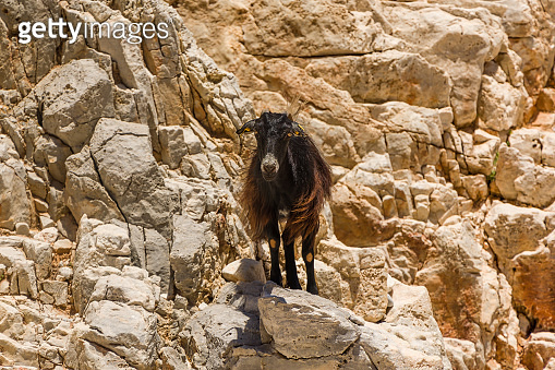 Goats watching the beach at the spectacular Seitan Limania in Chania ...