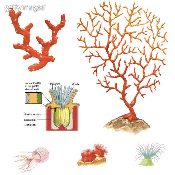 Zoology. Invertebrates. The cnidarians: jellyfish, coralls and polyps ...