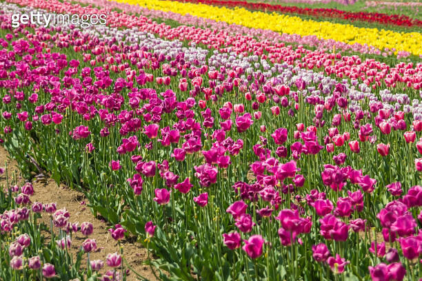 Large field of multi-colored tulip flowers 이미지 (1295750036) - 게티이미지뱅크