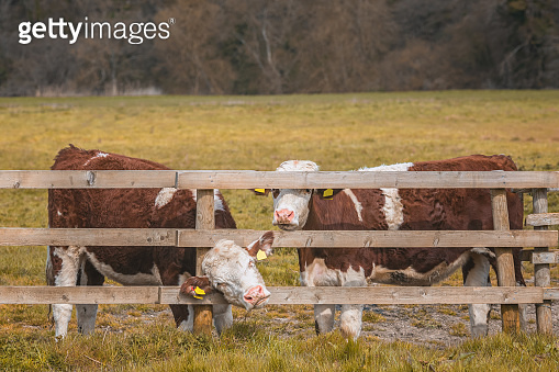 A Hereford cow stuck and struggling to get free from a wooden fence 이미지 ...
