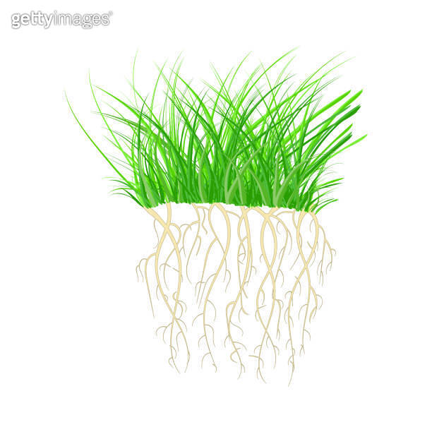 Green grass with roots isolated on white background. Tuft shape of ...