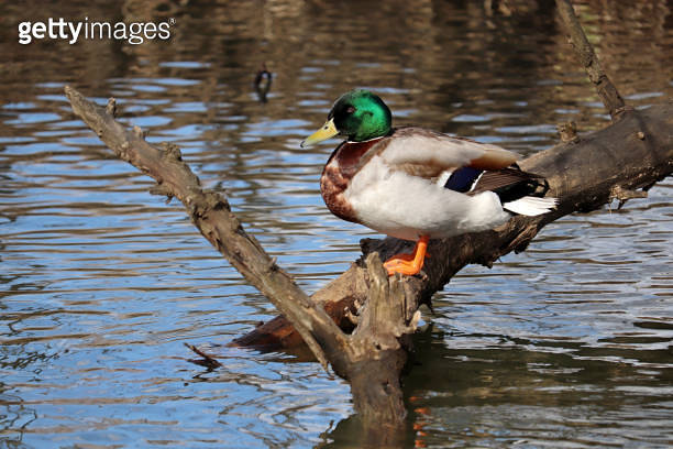 Mallard duck sitting on a on a tree trunk in a river (1309719384) - 게티이미지뱅크