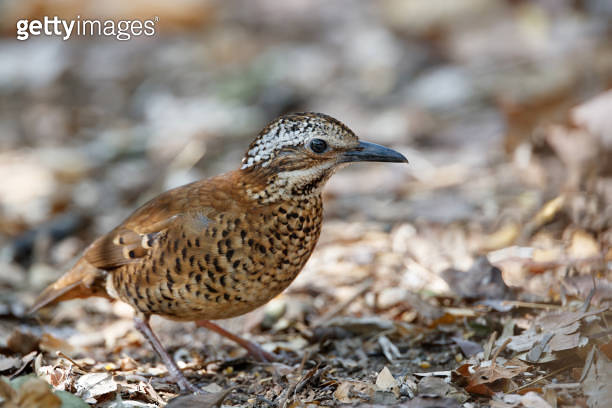 Adult female Eared pitta (Hydrornis phayrei) 이미지 (1312880353) - 게티이미지뱅크