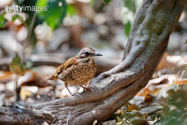 Adult female Eared pitta (Hydrornis phayrei) 이미지 (1312880348) - 게티이미지뱅크