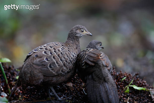 Pheasant Bird Both Of Adult Female Grey Peacock Pheasant Polypletron