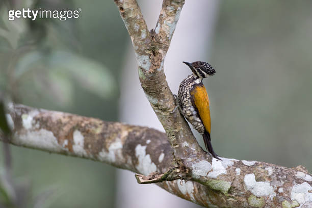 Woodpecker bird : adult female Common flameback or common goldenback ...