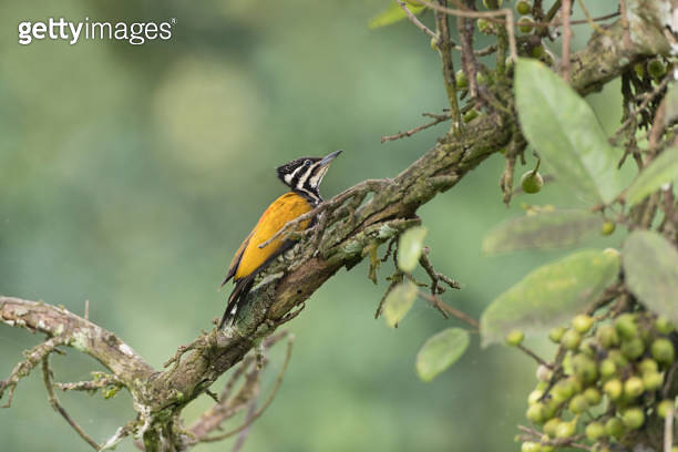 Woodpecker bird : adult female Common flameback or common goldenback ...
