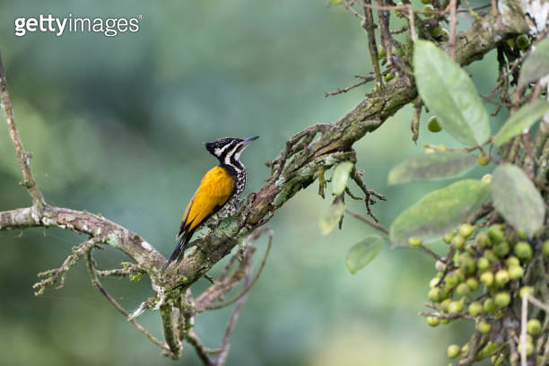 Woodpecker bird : adult female Common flameback or common goldenback ...