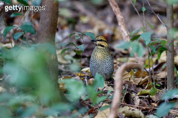 Pitta bird : adult female Blue pitta (Hydrornis cyaneus) 이미지 ...