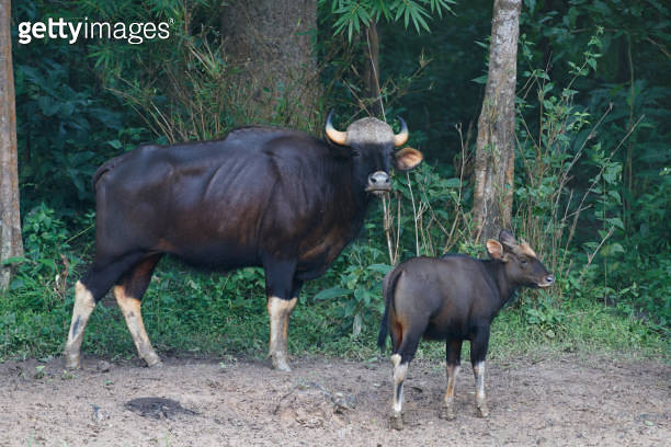 Animal : adult Gaur, also known as Indian Bison (Bos gaurus) and the ...