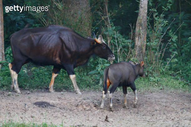 Animal : adult Gaur, also known as Indian Bison (Bos gaurus) and the ...