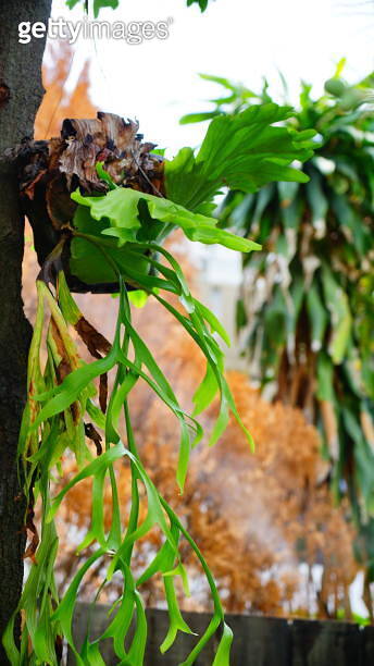 Polypodium polycarpon on tree (1309673868) - 게티이미지뱅크
