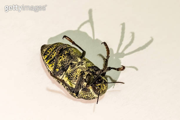 The Sulphurous Jewel beetle (Julodis Euphratica), insect in UAE, beetle ...