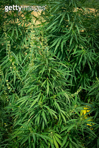green dense top of the bud of a hemp bush growing outdoors 이미지 ...