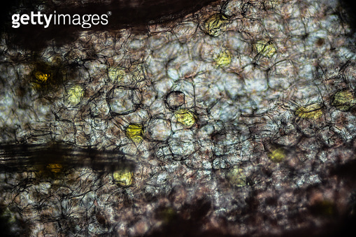 Pickled ginger root under the light microscope, magnification 100 times ...
