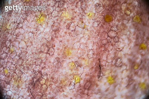 Pickled ginger root under the light microscope, magnification 100 times ...