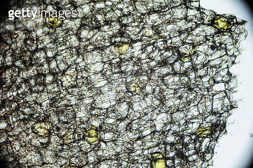 Pickled ginger root under the light microscope, magnification 100 times ...