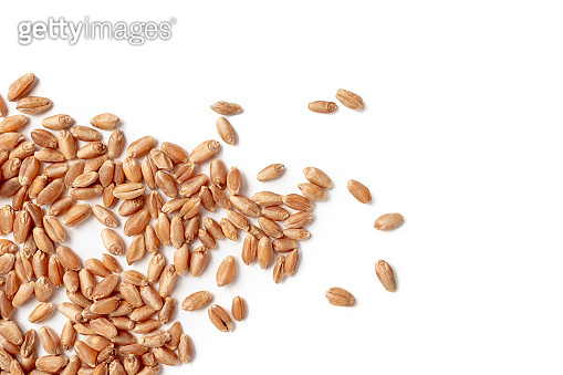 Organic hard red spring wheat kernels randomly spread. 이미지 (1357919545 ...