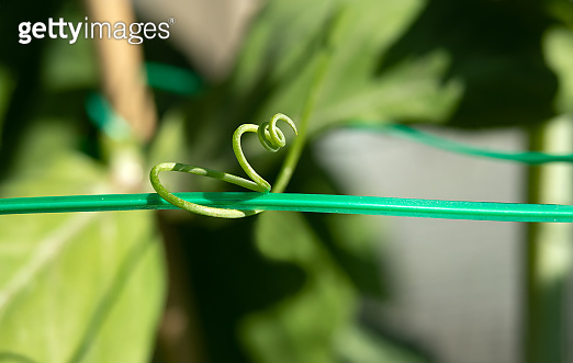 Climbing pea tendrils wrapped around garden wire in a spiral ...