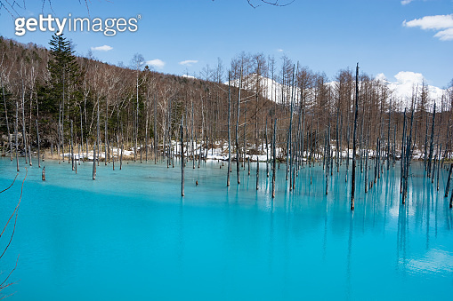 Spring blue pond with snow in Biei 이미지 (1300589631) - 게티이미지뱅크