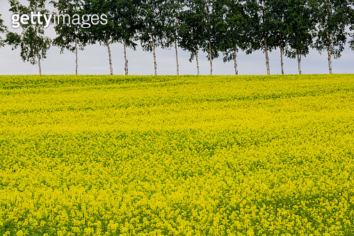 Canola field with row of birch trees 이미지 (1306396717) - 게티이미지뱅크