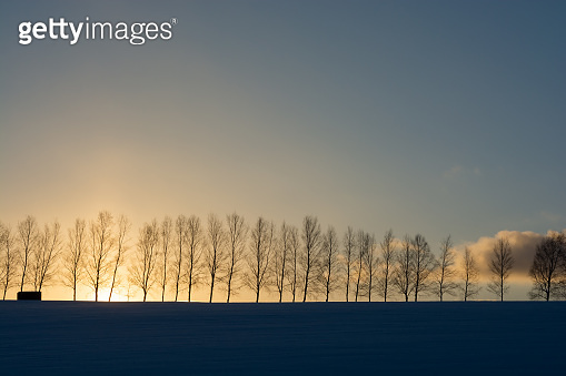 Winter dusk sky and birch trees (1355804031) - 게티이미지뱅크