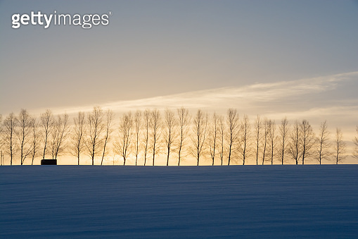 Winter dusk sky and birch trees 이미지 (1294510041) - 게티이미지뱅크