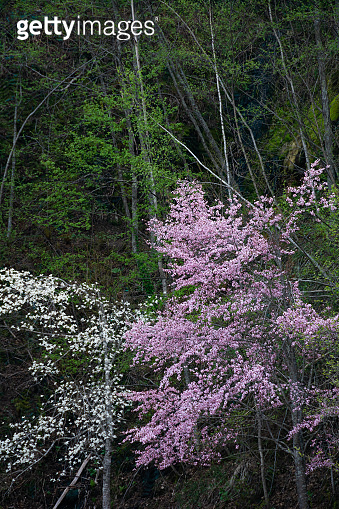 Cherry blossoms and magnolia kobus in full bloom 이미지 (1303651519) - 게티이미지뱅크