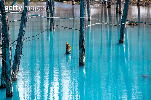 Spring blue pond with snow in Biei 이미지 (1301764388) - 게티이미지뱅크