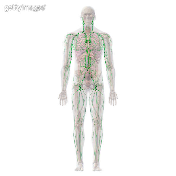 Lymphatic System with Skeletal and Internal Organ Anatomy, Full Body ...