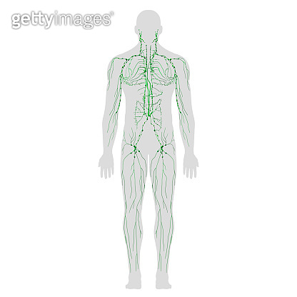 Lymphatic System Anatomy, Full Body Front View on White Background ...