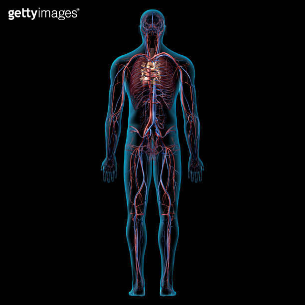 Circulatory System Full Body Anatomy Rear View 이미지 (1338904307) - 게티이미지뱅크