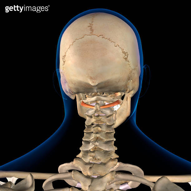 Male Obliquus Capitis Inferior Neck Muscle Isolated on Skeletal System ...