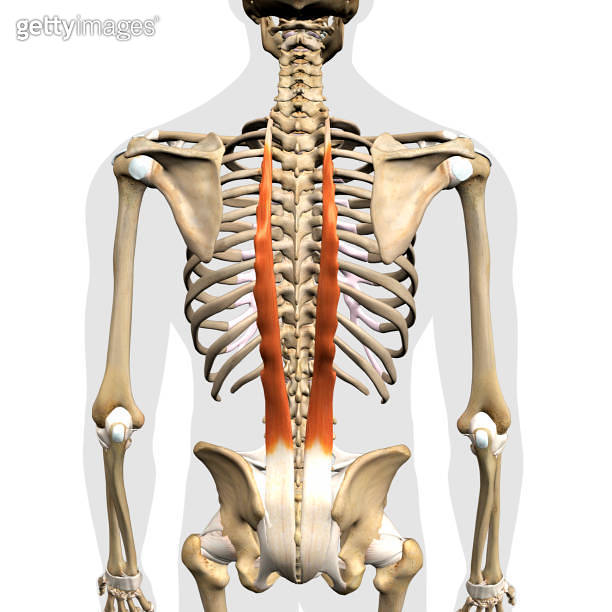 Male Longissimus Erector Spinae Back Muscles in Isolation on Skeleton ...