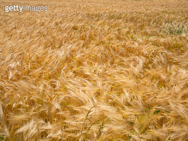 Field of grown wheat, gold color. Ears of wheat, full frame. Cereal ...