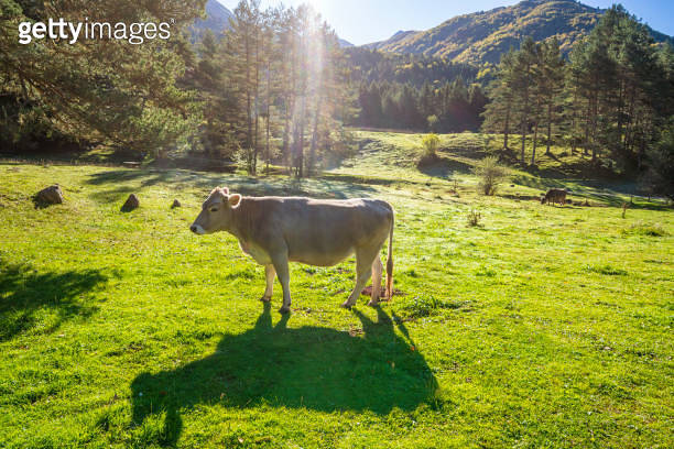 Pyrenees cows grazing in Valle de Hecho in Valles Occidentales N 이미지 ...