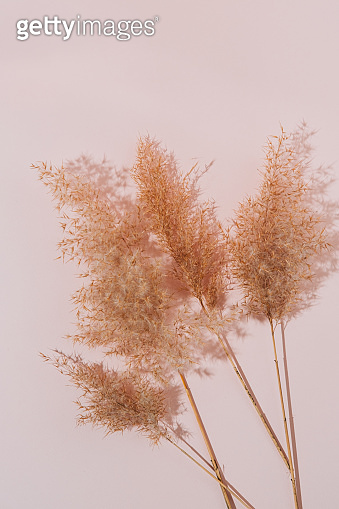 Three fluffy reeds laid out with shadow on beige background. Flat lay ...