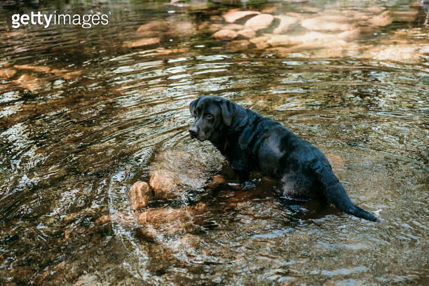 beautiful black labrador dog swimming in river. Nature and pets ...