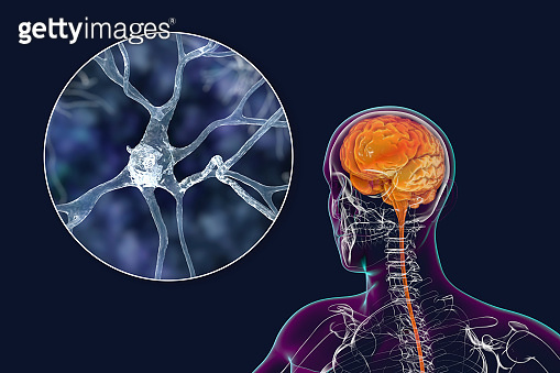 Human brain with closeup view of brain cells, neurons 이미지 (1297736439 ...