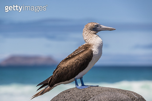 Galapagos Blue footed Booby - Iconic famous galapagos wildlife 이미지 ...