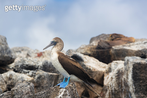 Galapagos animals: Blue-footed Booby - Iconic famous galapagos wildlife ...
