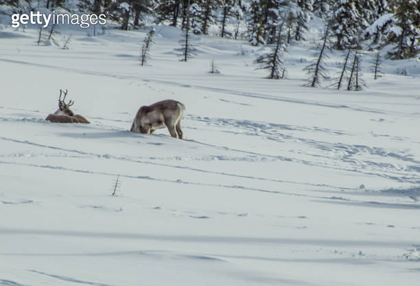 Two Caribou on a Frozen Lake (1303250034) - 게티이미지뱅크
